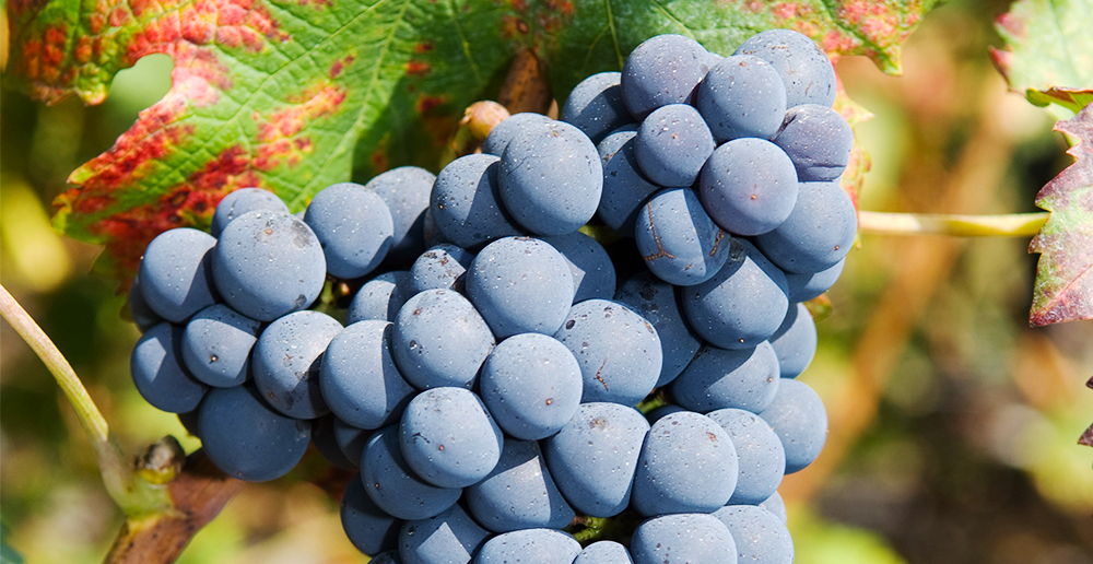 Rote Rebsorten :: :: Weintourismus Wein Wallis