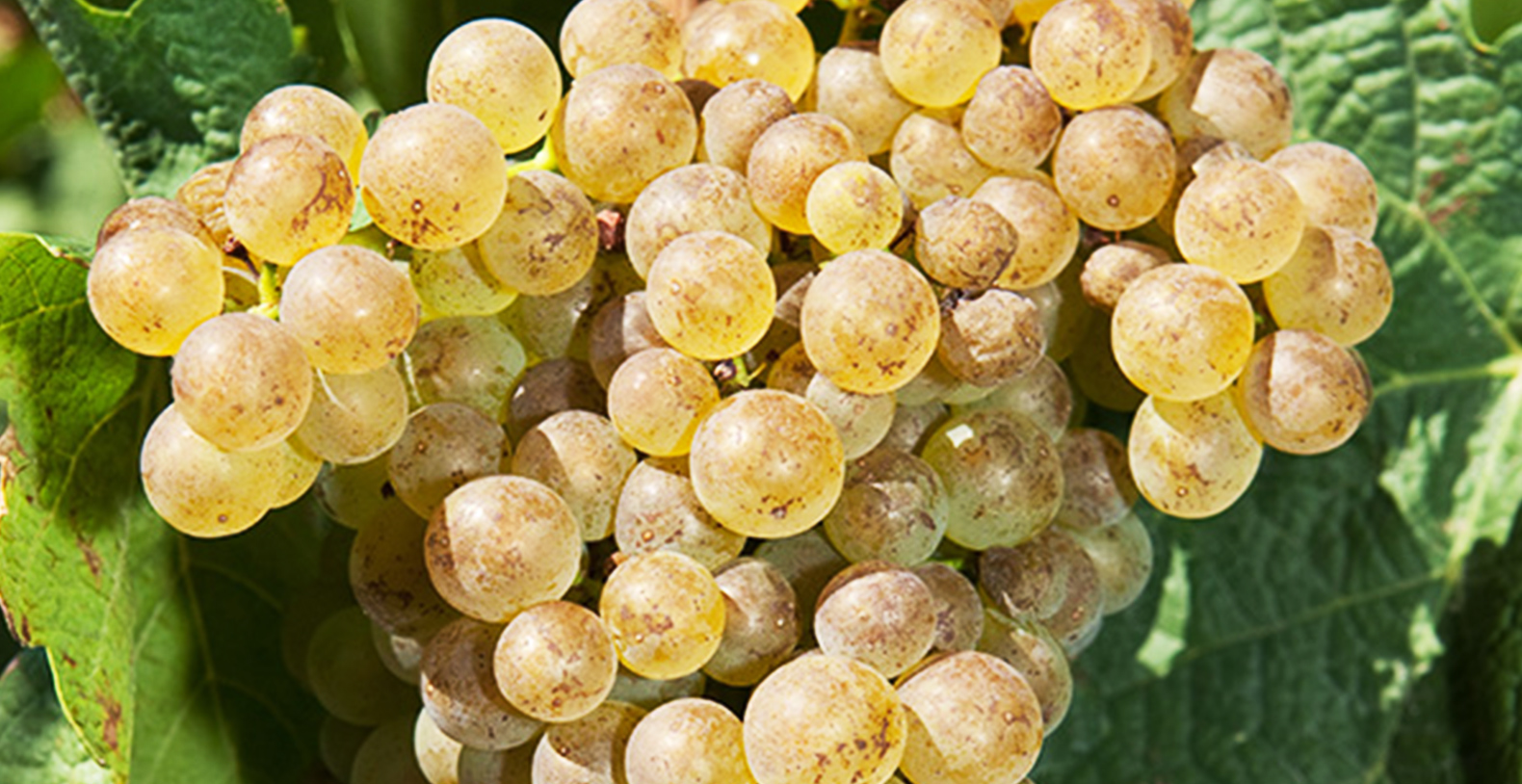 Marsanne (Ermitage) :: :: Weintourismus Wein Wallis